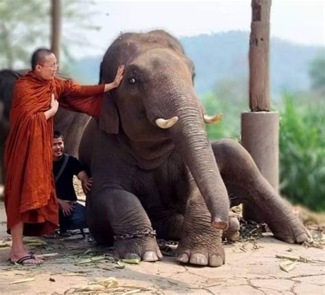 13 มีนาคม ของทุกปี เป็นวันช้างไทย ช้างมรดกของแผ่นดินและคู่บ้านคู่เมืองของแผ่นดินไทยเราควร