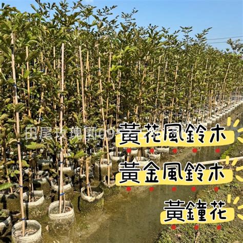 田尾玫瑰園 L 黃花風鈴木、黃金風鈴木、黃鐘花、巴西風鈴木、伊蓓樹【8吋美植袋】田尾在地商家 蝦皮購物