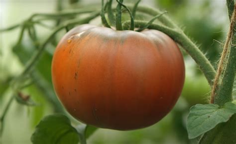 How Often Should You Water Tomato Plants Gardenprofy