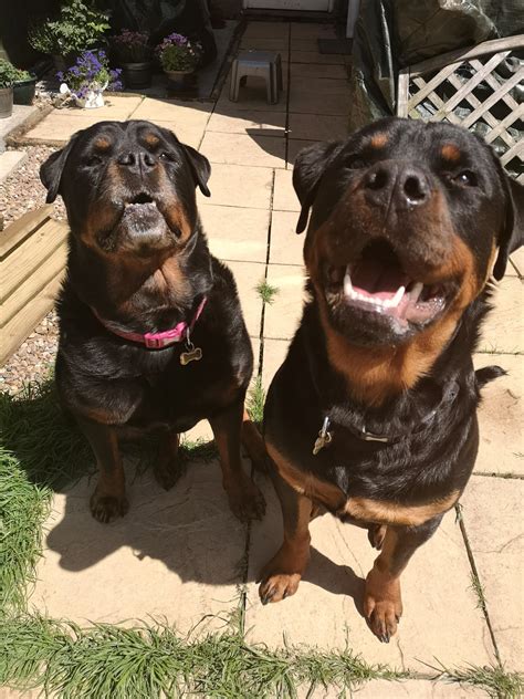 My Two Gorgeous Rotties R Rottweiler