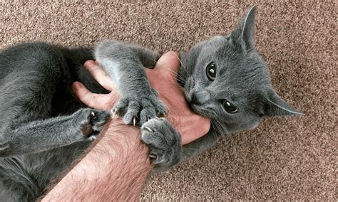 7 Reasons Why Cat Bite And How To Stop It Happy Cats Home