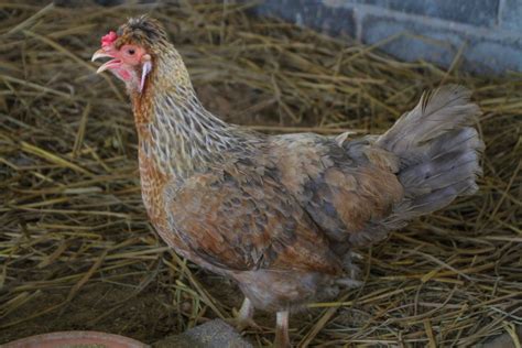 Cream Legbar Chicken Breed Info Where To Buy Chicken And Chicks Info