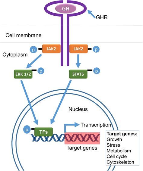 Estrogen Classical Pathway Receptor