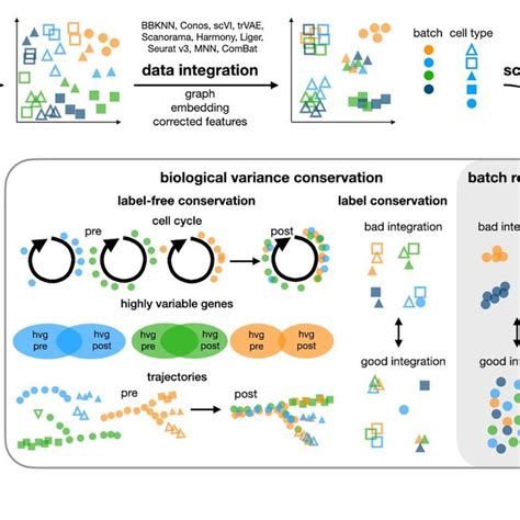 Pdf Benchmarking Atlas Level Data Integration In Single Cell Genomics