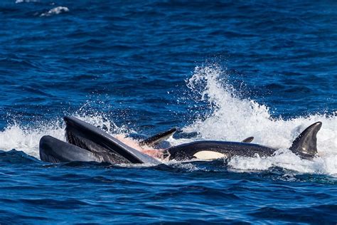 Pack Of 60 Orcas Attack Kill Pygmy Blue Whale Off Western Austalias