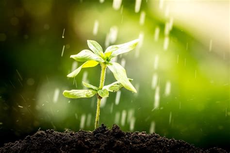 Premium Photo Close Up Of Sapling