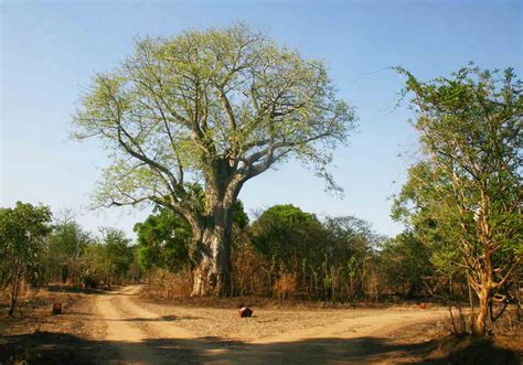 Flora Of Mozambique Species Information Individual Images Adansonia Digitata