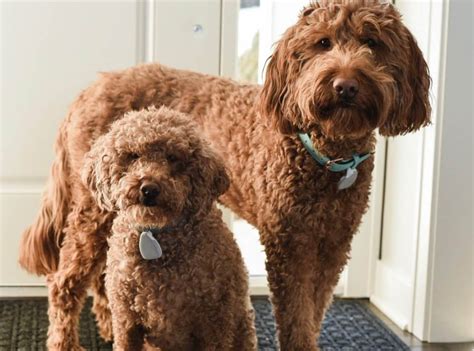 Shop Jiobit By Life360