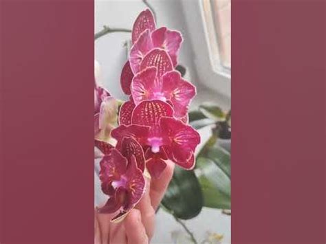 Фаленопсис Черри Бомб ночь/день - YouTube