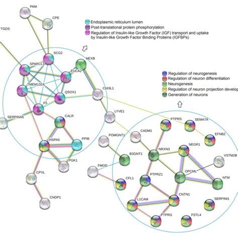 String Protein Protein Interaction Diagram Go And Pathway Enrichment