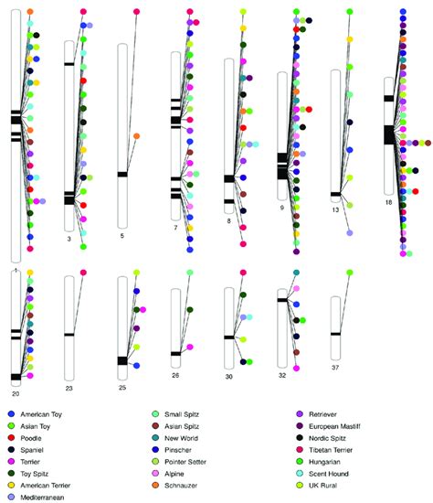 An Ideogram Of Significant Genomic Regions Identified From Comparisons