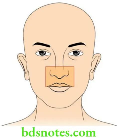 Scalp Temple And Face Anatomy Notes Bds Notes
