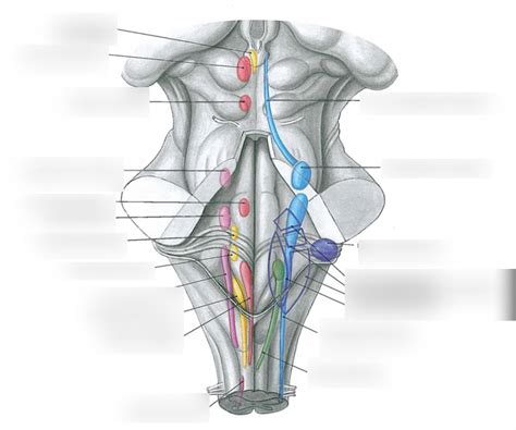 Nerwy Czaszkowe Diagram Quizlet