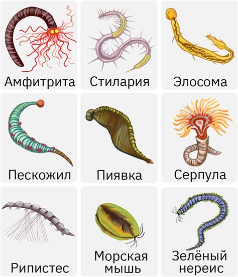 Облако знаний Многообразие и значение кольчатых червей Биология 8 класс