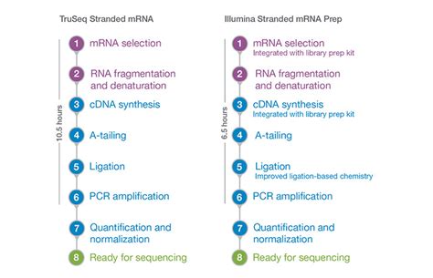 Illumina Stranded Mrna Prep A Clear View Of The Coding Transcriptome