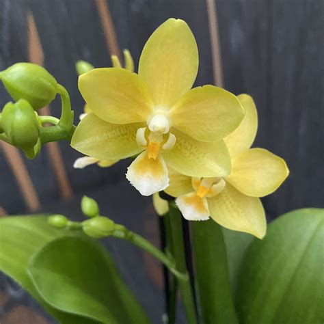 Phalaenopsis Yaphon Perfume 'Yellow' D9 perfumed