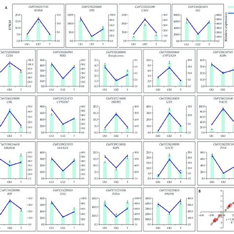 Transcriptomic Data Were Validated Using Qpcr A Gene Expression Download Scientific Diagram