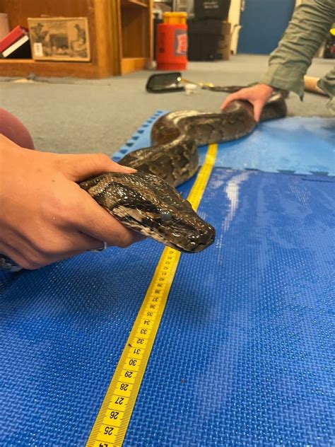 Uf Ifas Scientists Lure Burmese Pythons Using Radio Telemetry During Mating Breeding Season News