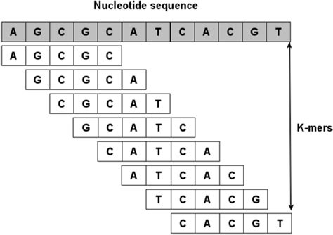 example of different k mers in a nucleotide sequence this figure is