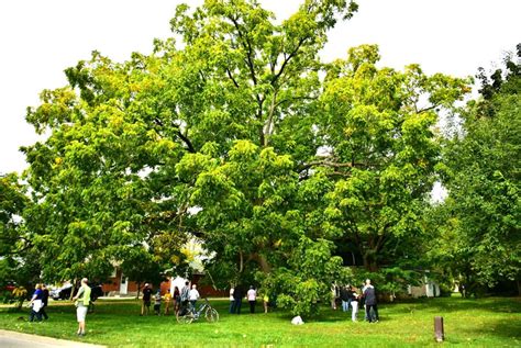 150 Year Old Black Walnut Tree Named Tree Of The Year