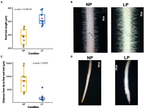 Root Hair Cell Diagram