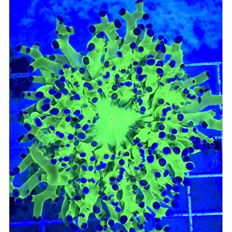 Frogspawn Aquacultured Fs081701 Wysiwyg Premium Pet Fish Aquarium