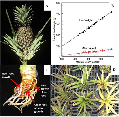 Pineapple Field Establishment Using Slips Ashs