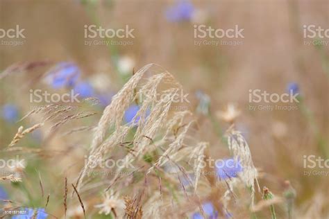햇빛 아래 야생 잔디와 자연 배경입니다 선택적 초점 식물 배경입니다 0명에 대한 스톡 사진 및 기타 이미지 0명 경관
