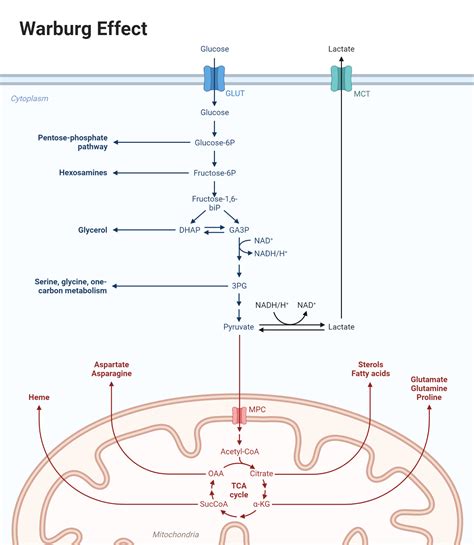 Tca Cycle My Endo Consult