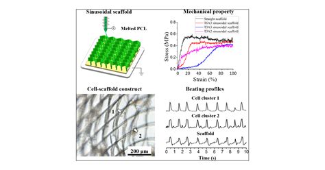 Electrohydrodynamic Printing Of Microscale Fibrous Scaffolds With A Sinusoidal Structure For