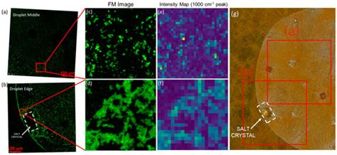 biosensors special issue feature issue of optical and photonic