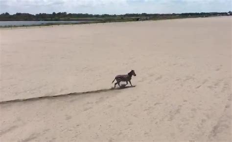 Escaped Zebra Causes Crash Takes Off Video Bloomingdale FL Patch