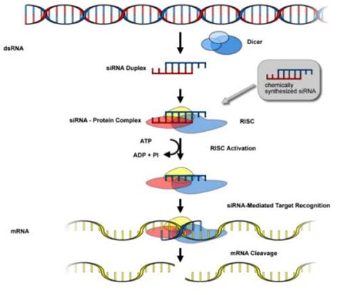 Mrna Silencing By Rna Interference