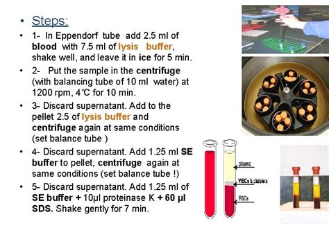 Lab Isolation Techniques DNA Isolation From Haman