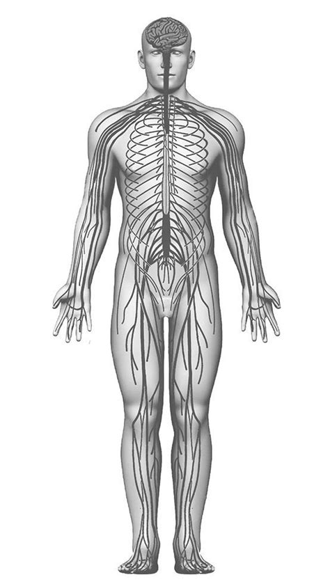 Human Nervous System Artofit