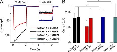 Patch Clamp Analysis Of Ano2 Isoforms Containing Or Lacking Exon Download Scientific Diagram