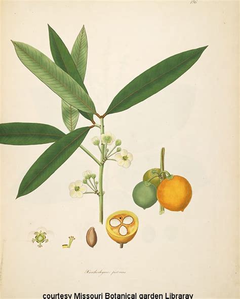Botany Plant Names → Sinhala Plant Names උද්භිද නම් → සිංහල නම්