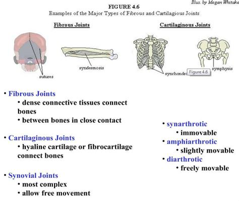 What Distinguishes The Three Different Types Of Fibrous Joints At Robert Bible Blog