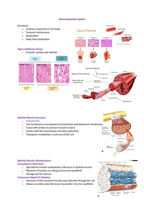 Musculoskeletal System Musculoskeletal System Functions O Produce Movement In The Body O