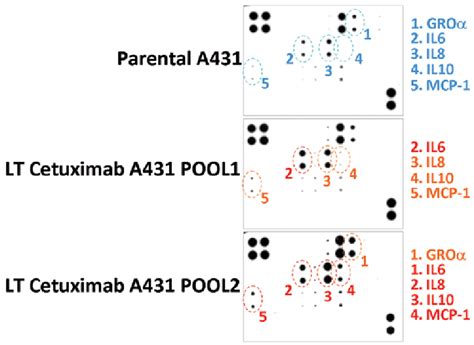Cytokine Microarray Analysis Of Conditioned Media From Kras Wt A431
