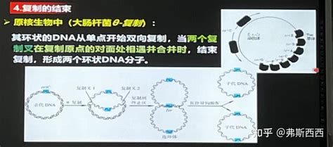 生化DNA的复制及损伤修复整理 知乎