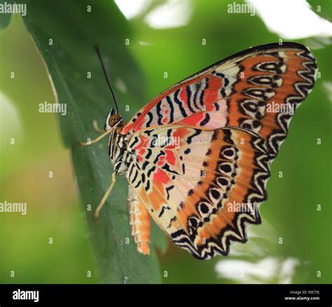 A Lovely Malay Lacewing Butterfly Also Known As Greta Oto Perched On