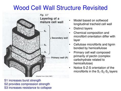 Wood Cell Wall Structure Cell Wall Structure And Function
