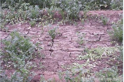 重茬的原因和危害該如何解救 每日頭條