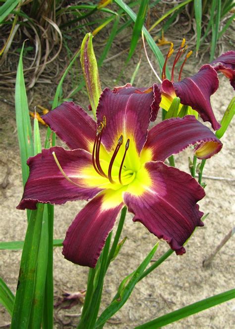 Wizardry Arrasmith Farm Daylilies