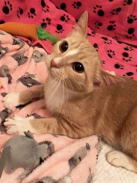 Amber Adopted Kitty Devore Rescue