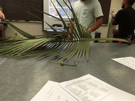 Hort 306 Lab Final Flashcards Quizlet
