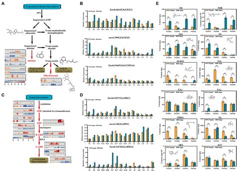 Frontiers Integrated Transcriptome And Plant Growth Substance