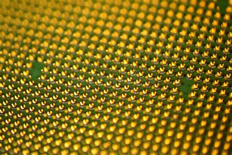 Pins Of Central Processor Unit Cpu Close Up Stock Image Image Of Electronic Microprocessor