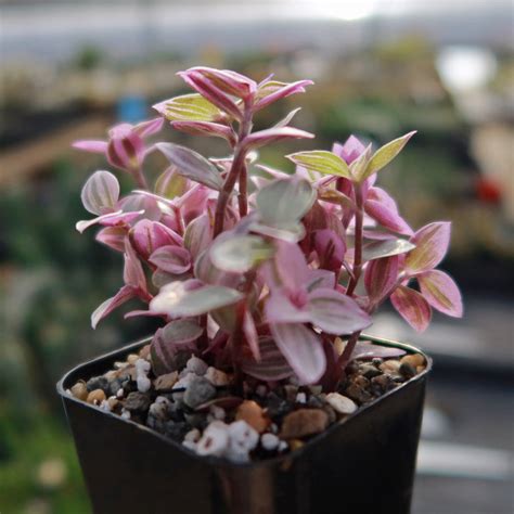 Shop Pink Panther Plant Tradescantia Callisia Repens Pink Panther